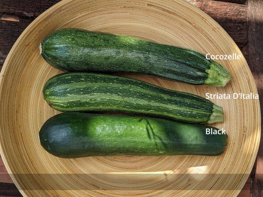 The best zucchini varieties for home gardens | Sage's Acre