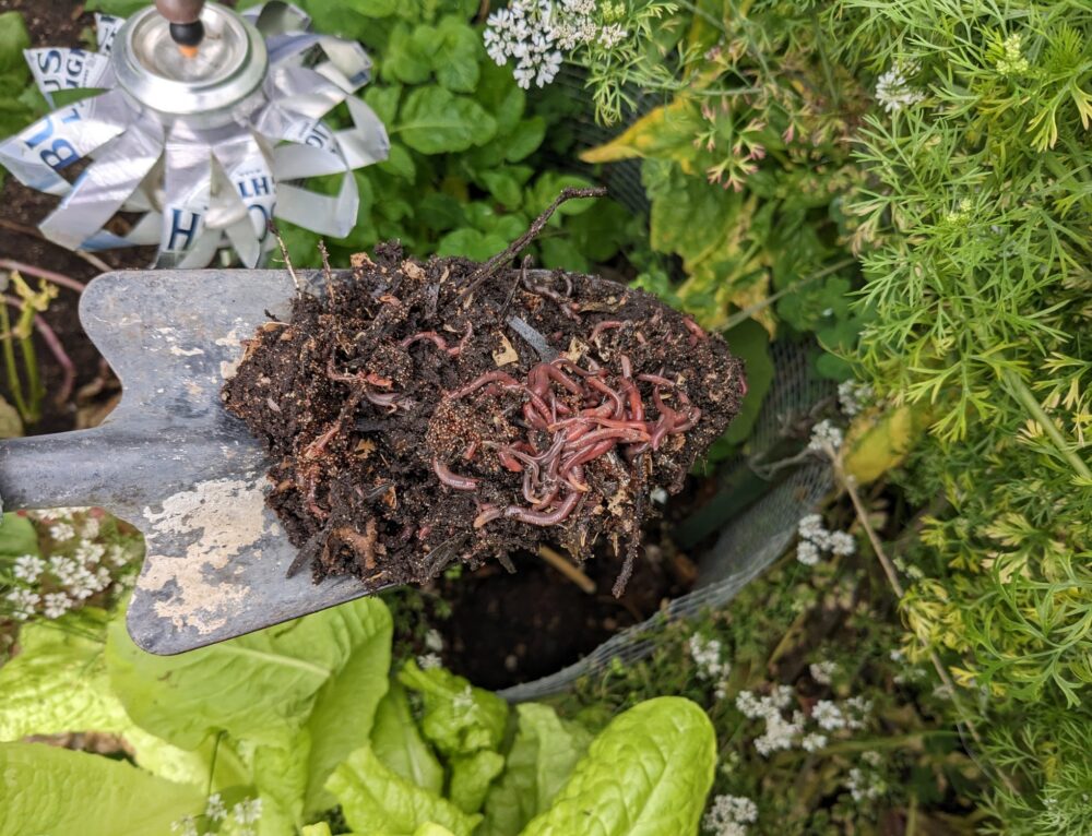 My Keyhole Garden is Amazing | Sage's Acre