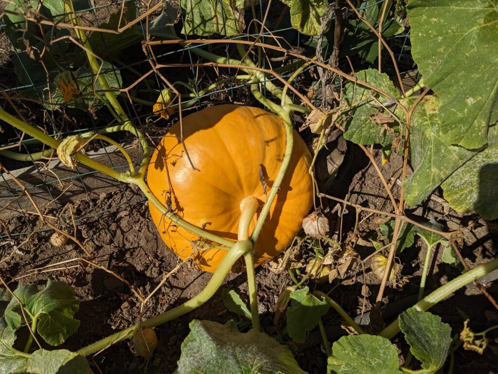 There’s Sumthin’ About These Pumpkins | Sage's Acre