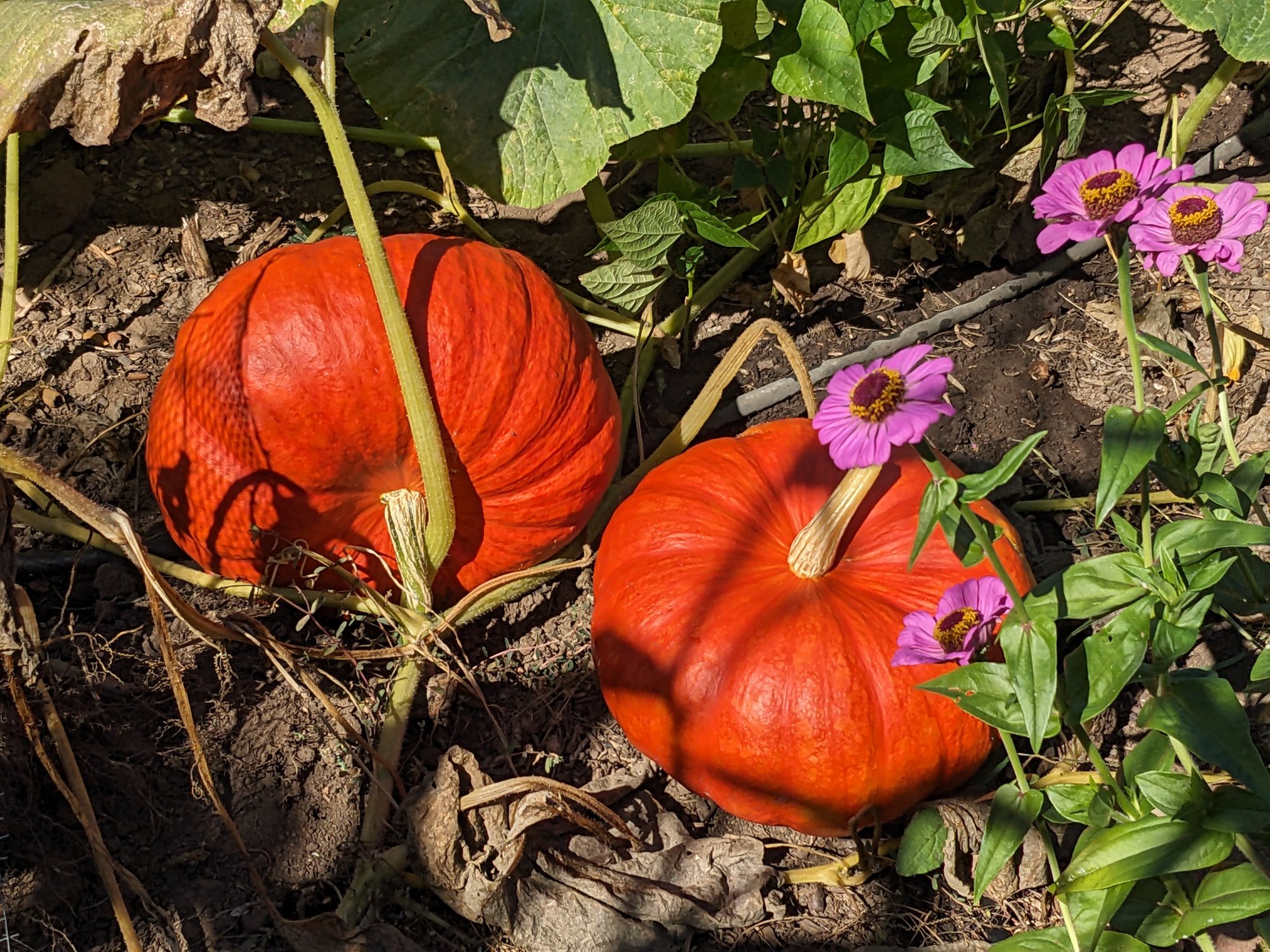 There’s Sumthin’ About These Pumpkins | Sage's Acre
