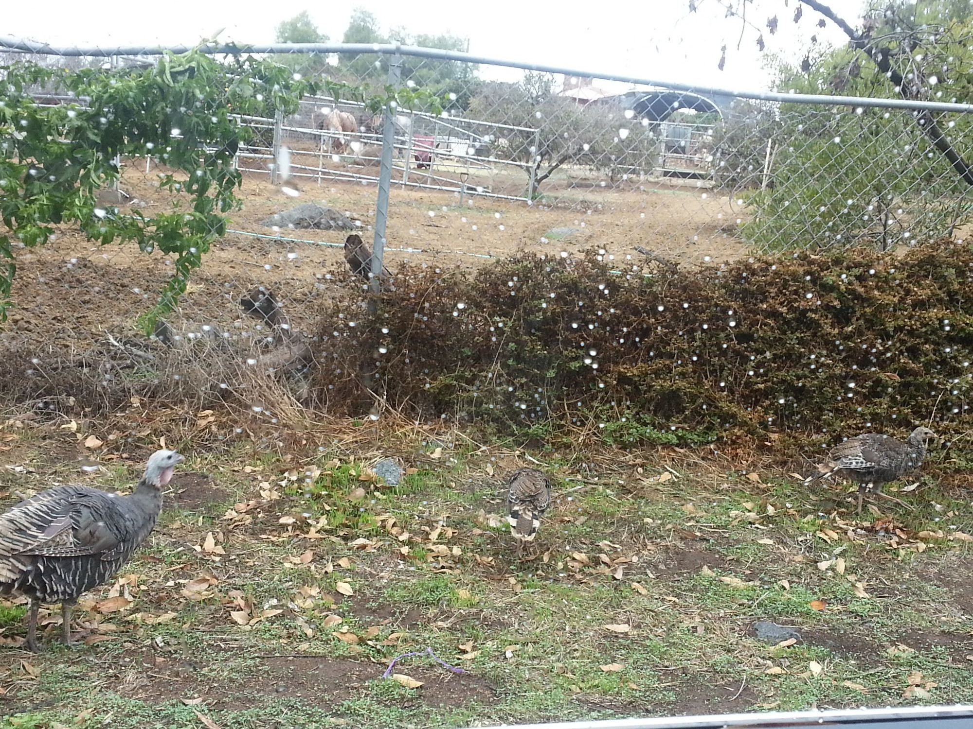 Best Thanksgiving Ever for These Turkeys | Sage's Acre