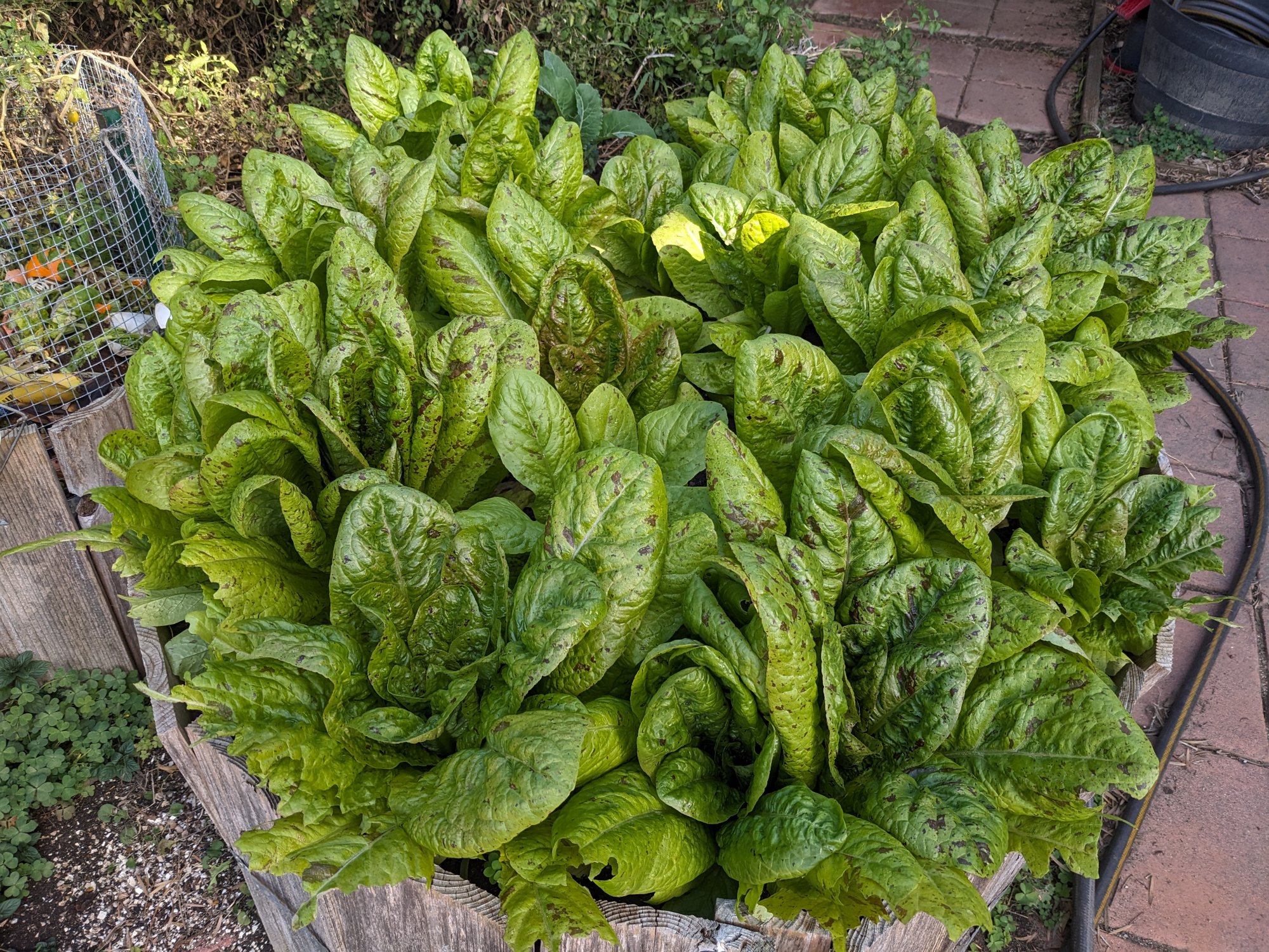 Freckles is a Great Winter Lettuce | Sage's Acre