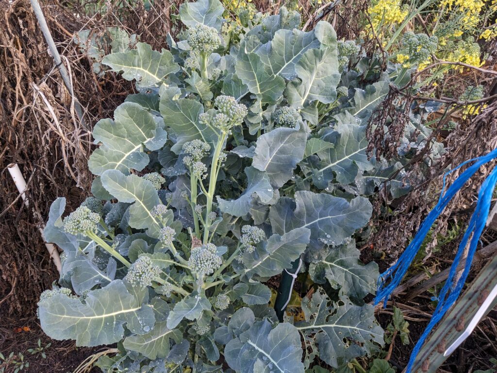 How to Grow Broccoli as a Perennial | Sage's Acre