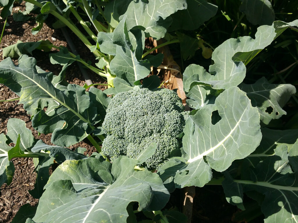 How to Grow Broccoli as a Perennial | Sage's Acre