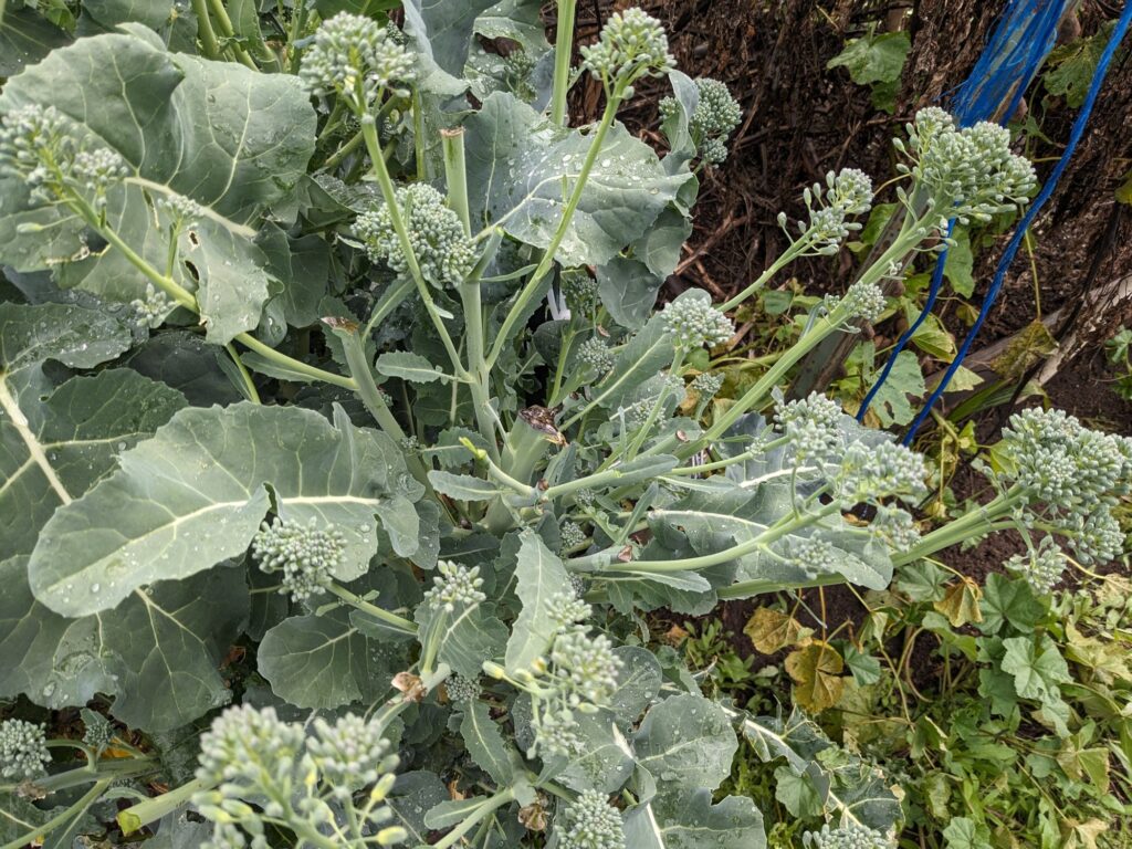 How to Grow Broccoli as a Perennial | Sage's Acre