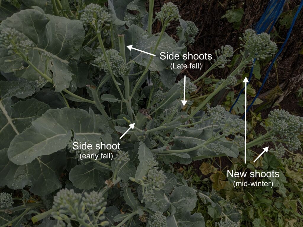 How to Grow Broccoli as a Perennial | Sage's Acre