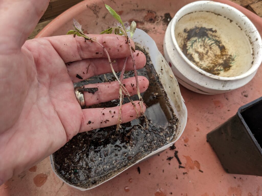 Easy Hack for Separating Veggie Seedlings | Sage's Acre