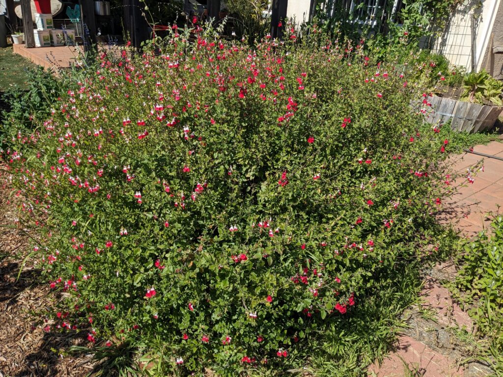 Seven Sages Currently Blooming in the Garden | Sage's Acre