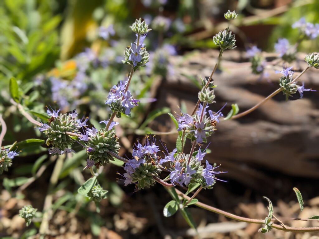 Seven Sages Currently Blooming in the Garden | Sage's Acre