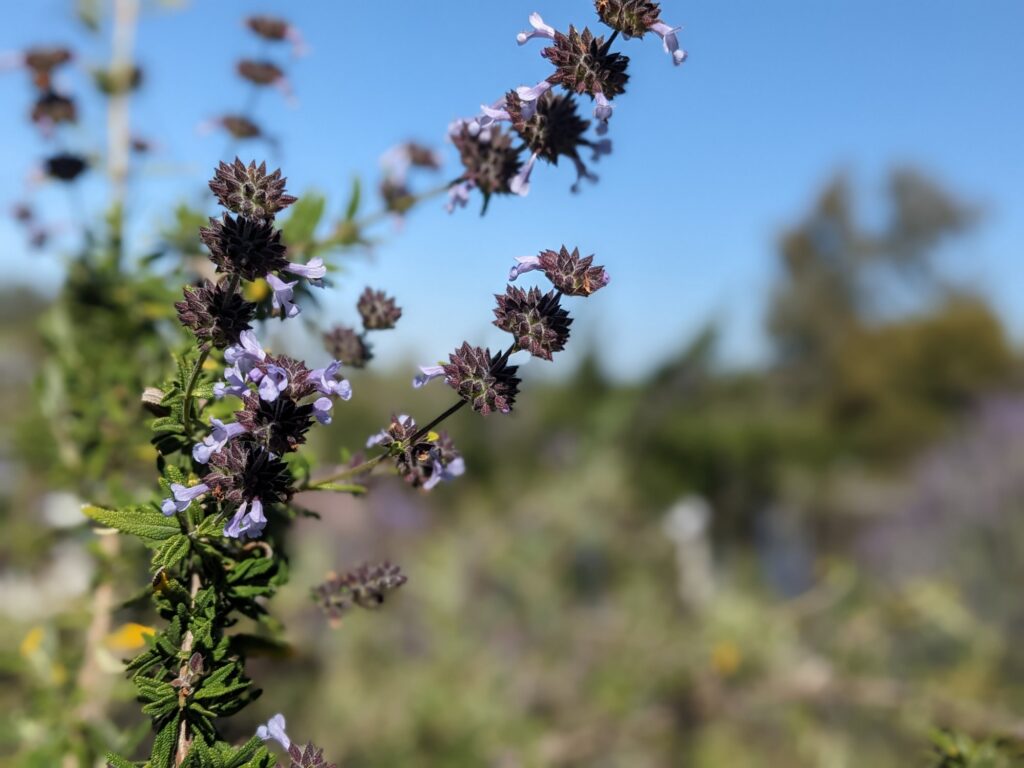 Seven Sages Currently Blooming in the Garden | Sage's Acre