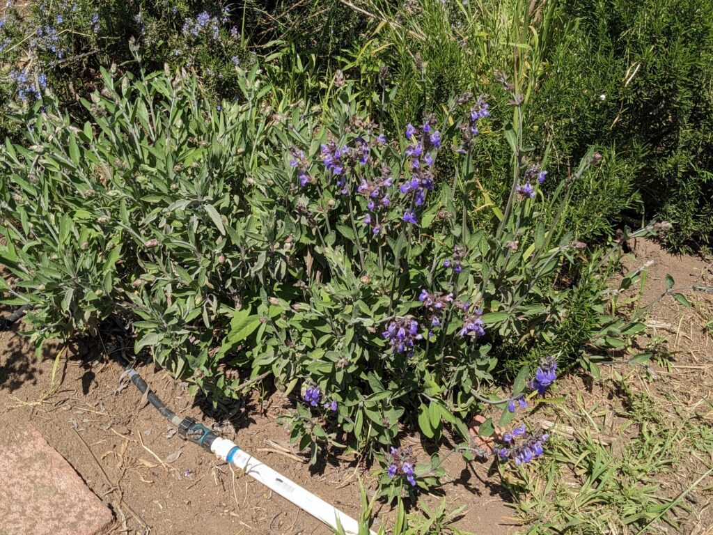 Seven Sages Currently Blooming in the Garden | Sage's Acre