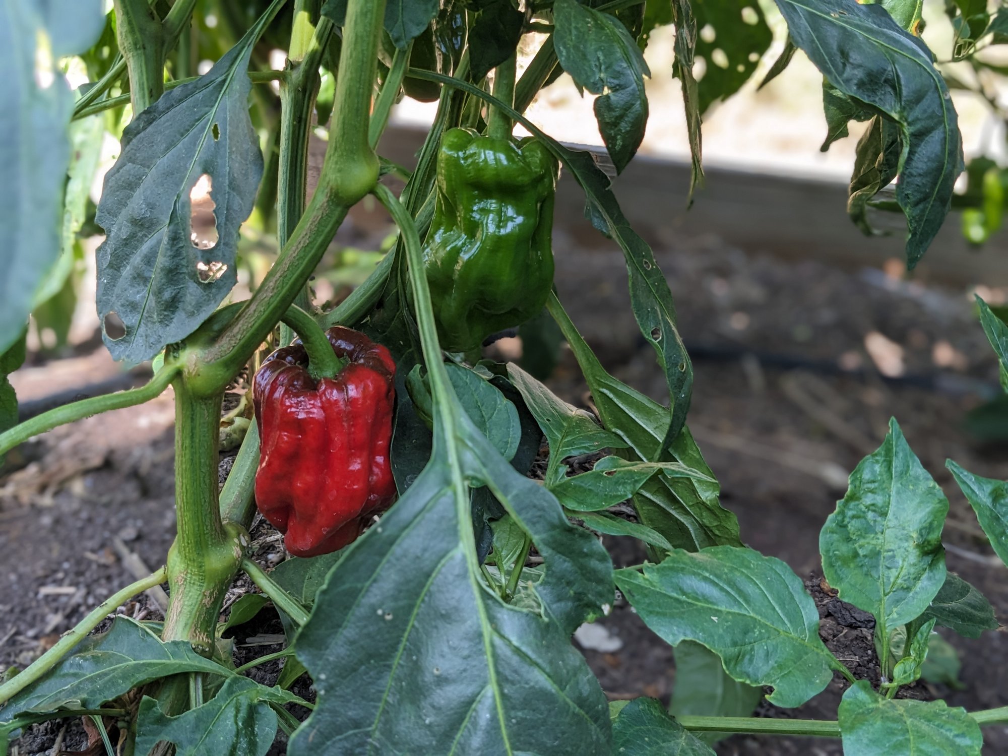 First Time Growing Aleppo Peppers | Sage's Acre