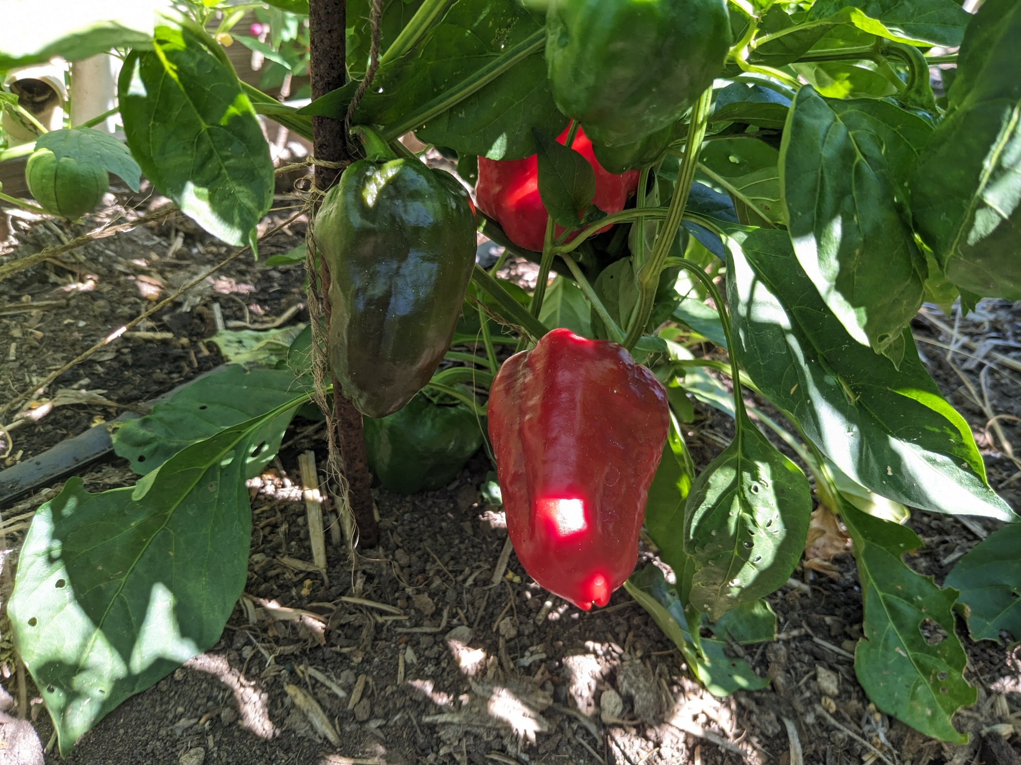 Garden Log: Buran Heirloom Sweet Pepper | Sage's Acre