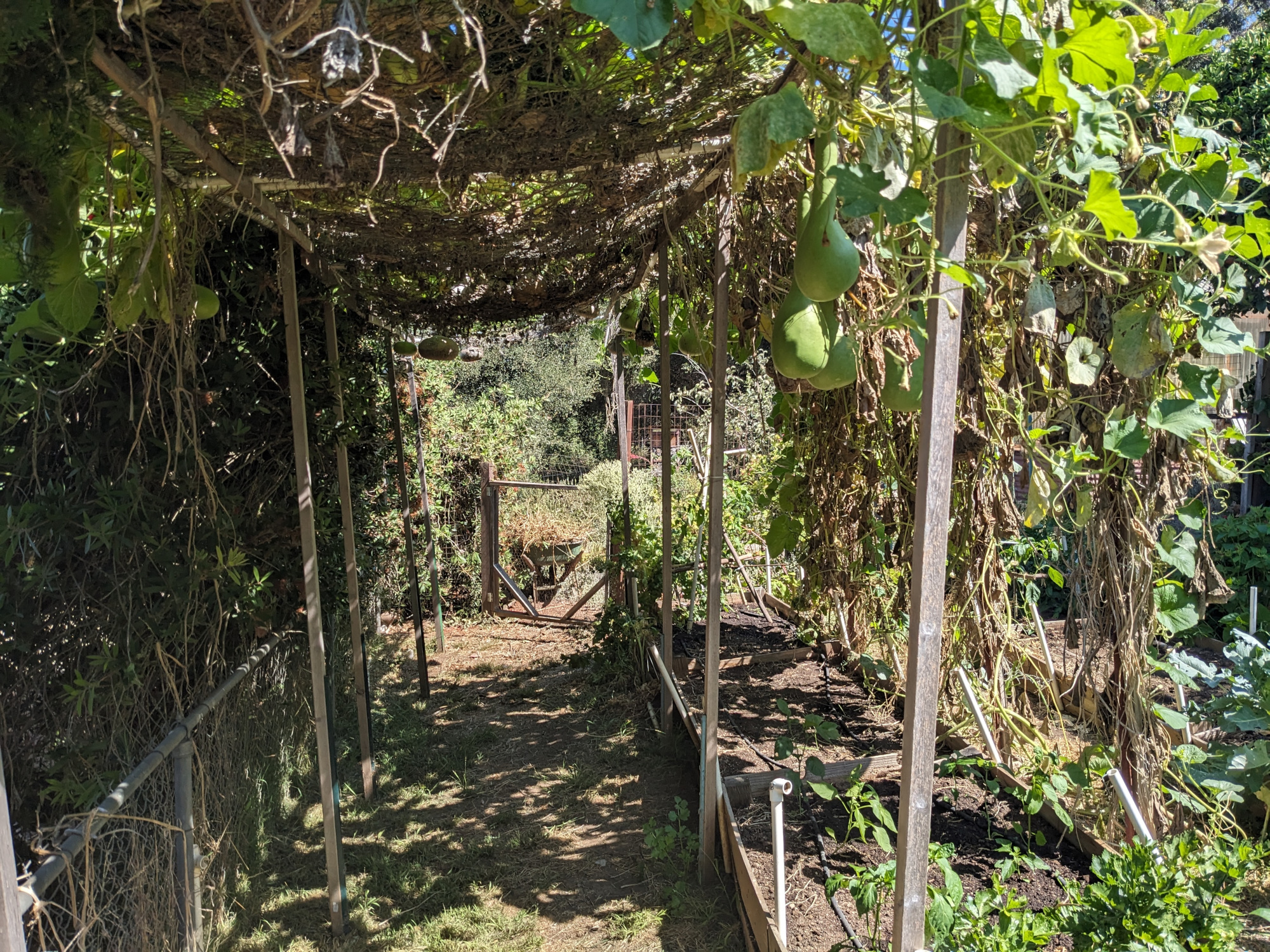 Keeping the Garden Cool in a Heatwave | Sage's Acre