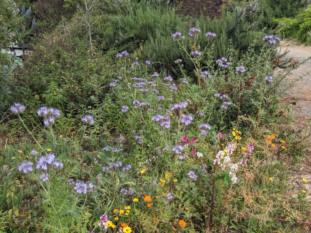 A Practical Guide to Designing Garden Rooms | Sage's Acre