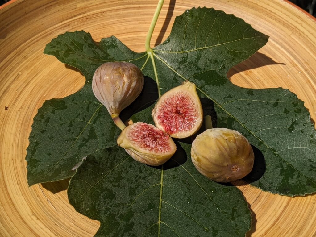 How to Grow a Brown Turkey Fig (Ficus carica) | Sage's Acre