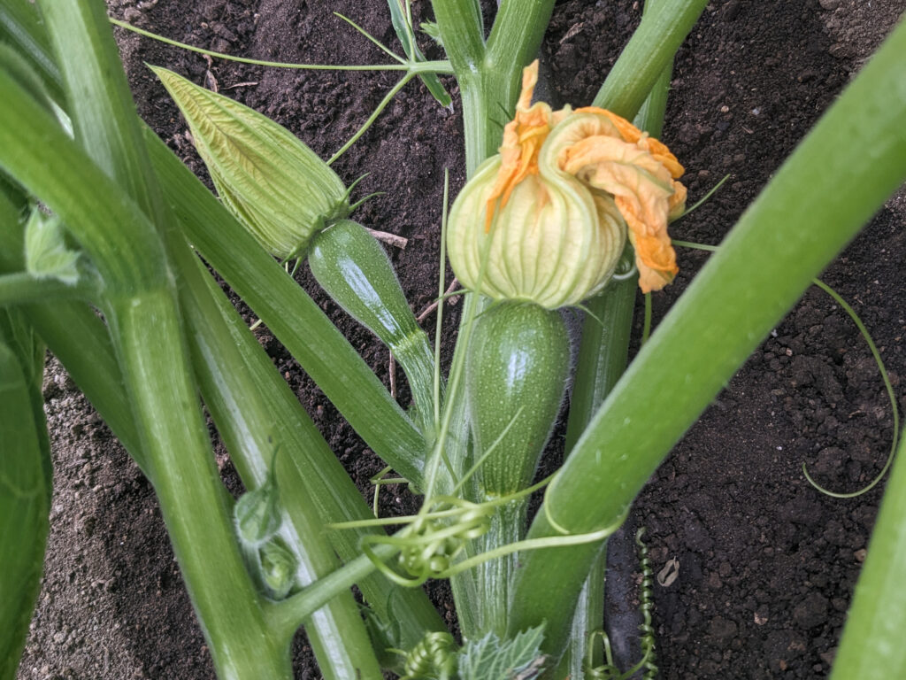 Garden Log 2024: Fairly Odd Squash | Sage's Acre
