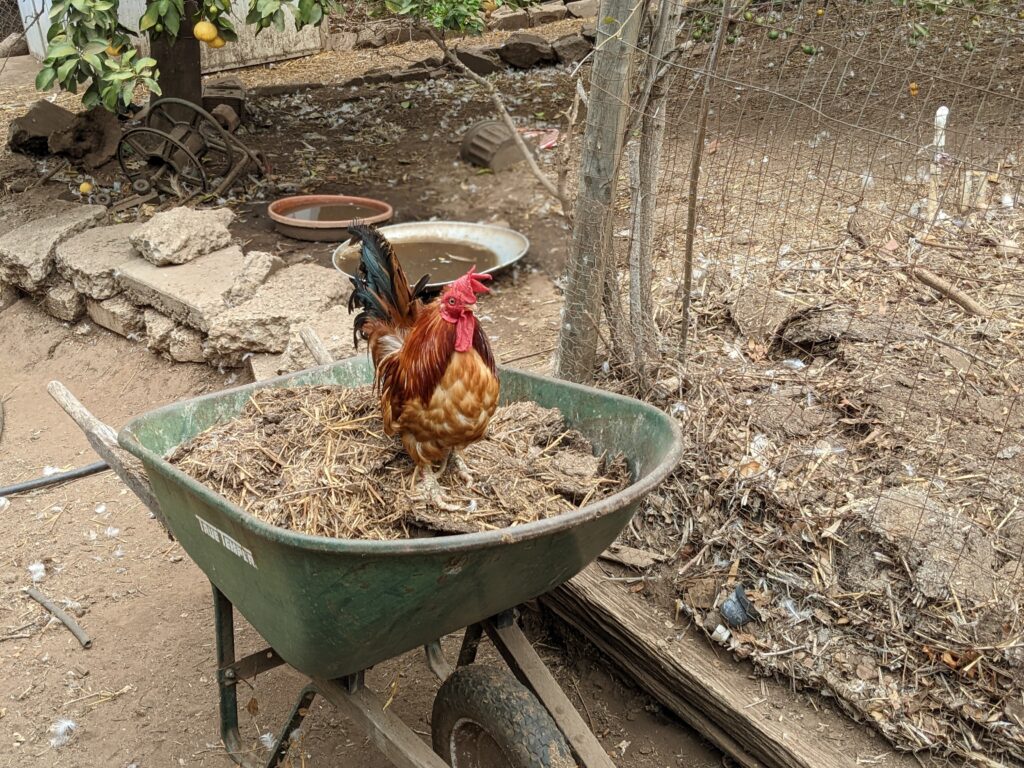 Fall Gardening in Zones 7-9: A Guide | Sage's Acre