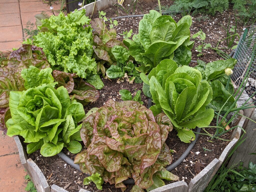 Fall Gardening in Zones 7-9: A Guide | Sage's Acre