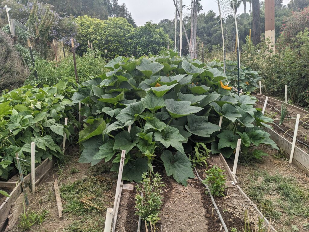 Garden Log 2024: Fairly Odd Squash | Sage's Acre