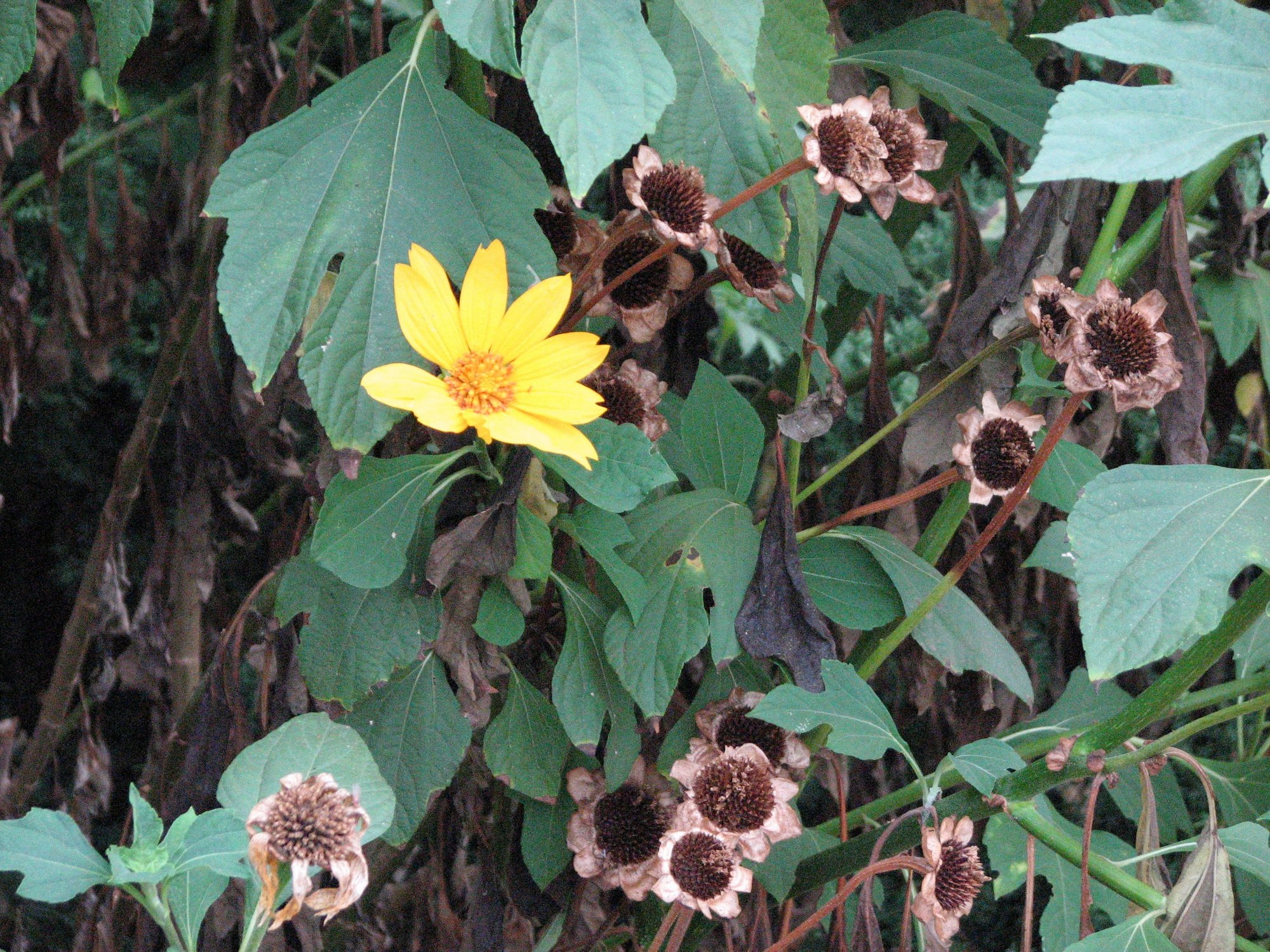 Mexican Sunflower (Tithonia Diversifolia) | Sage's Acre