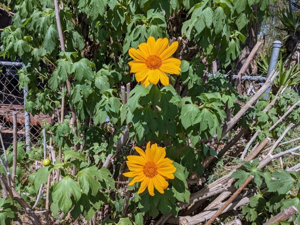 Mexican Sunflower (Tithonia Diversifolia) | Sage's Acre
