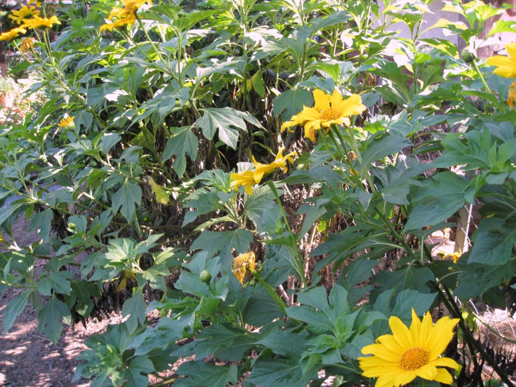 Mexican Sunflower (Tithonia Diversifolia) | Sage's Acre