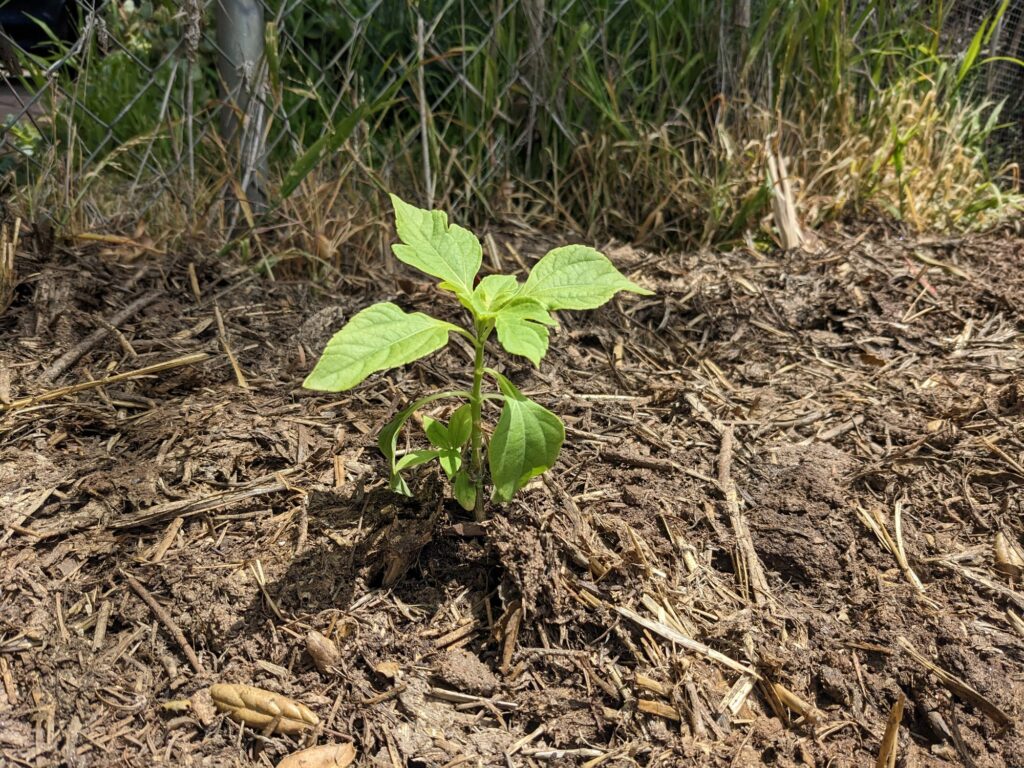 Mexican Sunflower (Tithonia Diversifolia) | Sage's Acre