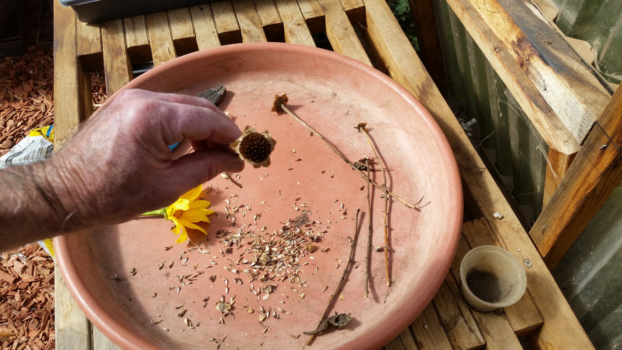 Mexican Sunflower (Tithonia Diversifolia) | Sage's Acre