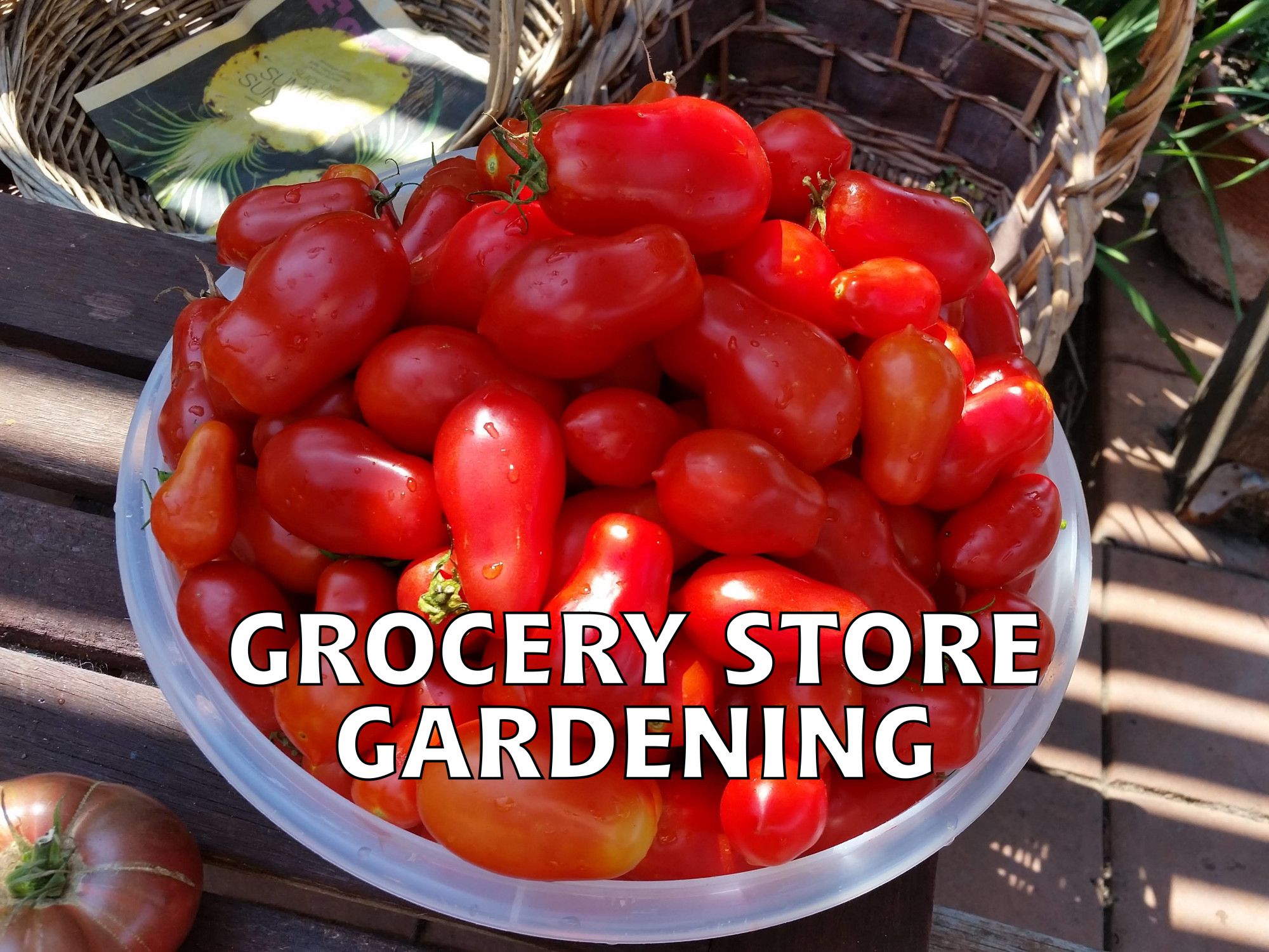 Grocery Store Gardening: Roma Tomatoes | Sage's Acre
