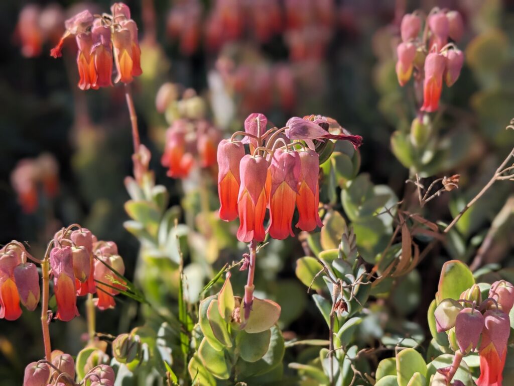 Marniers Kalanchoe (Kalanchoe marnieriana) | Sage's Acre