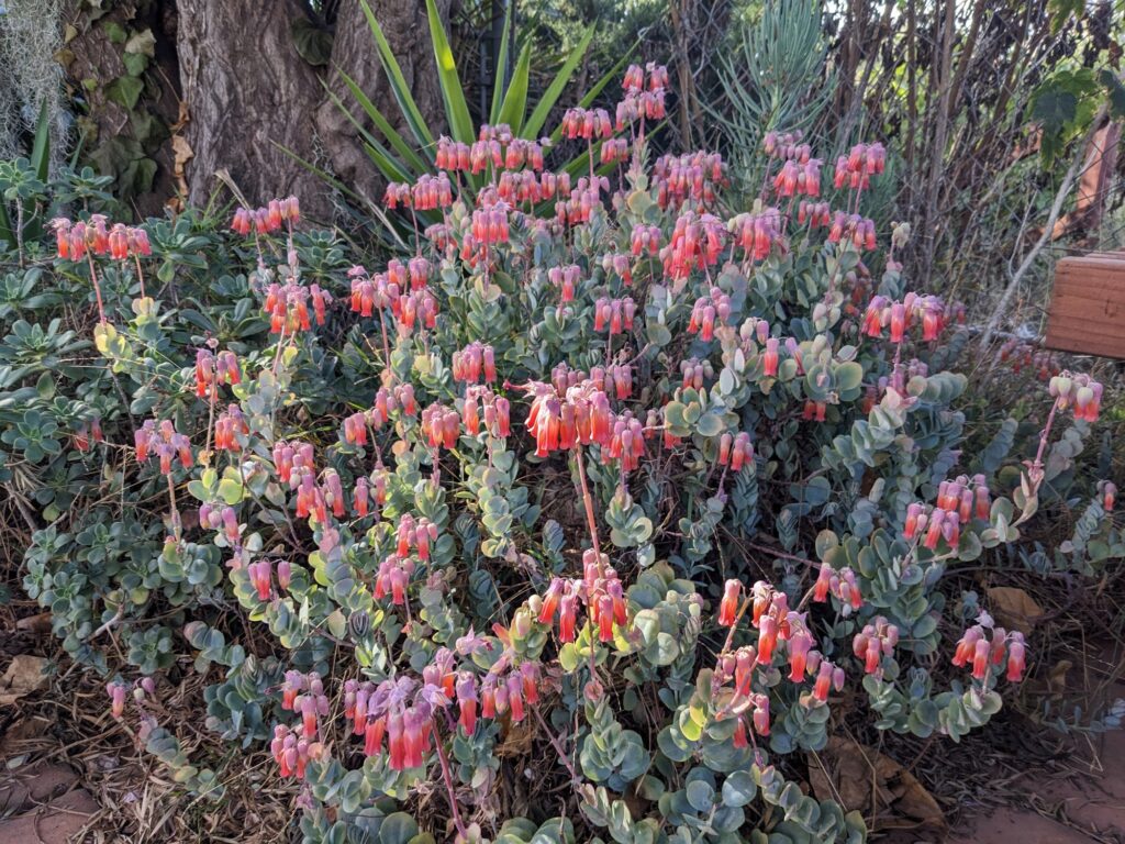 Marniers Kalanchoe (Kalanchoe marnieriana) | Sage's Acre