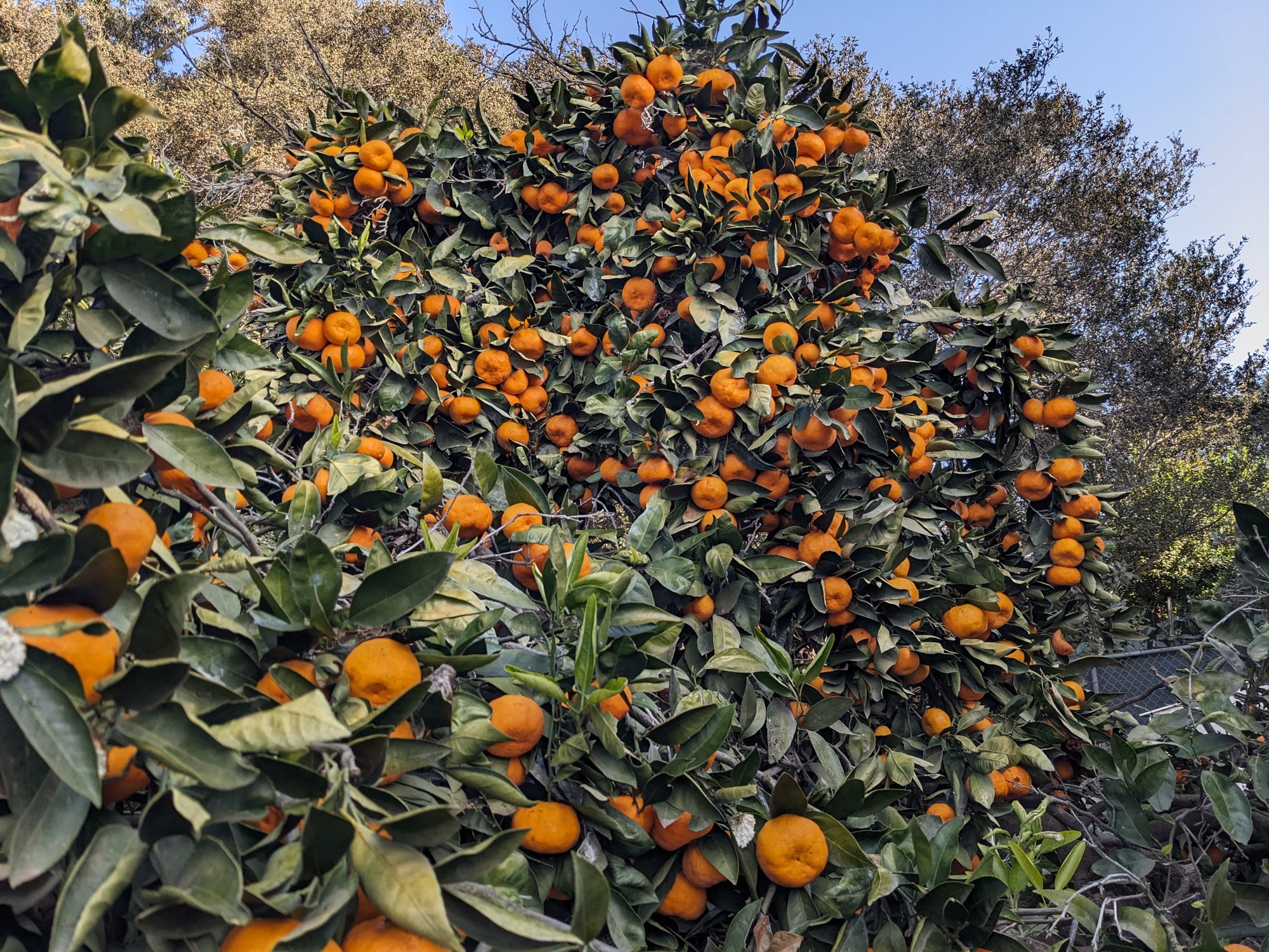 A Mandarin Orange Surplus in January | Sage's Acre