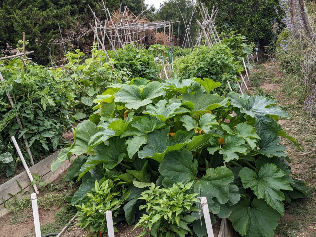 4 Crop Rotation Methods to Boost Your Veggie Garden Harvest
