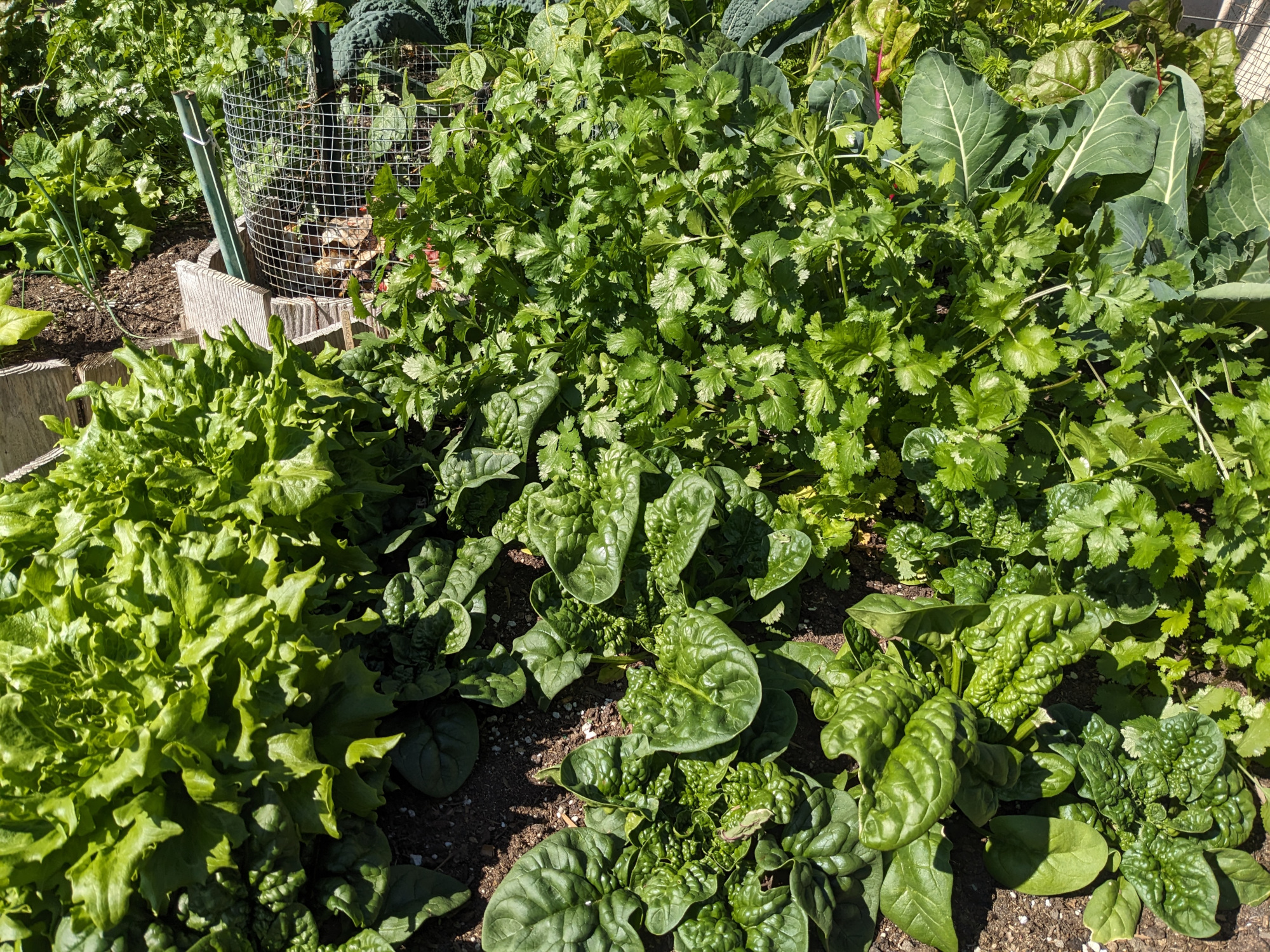 High Productivity in a Small Vegetable Garden | Sage's Acre