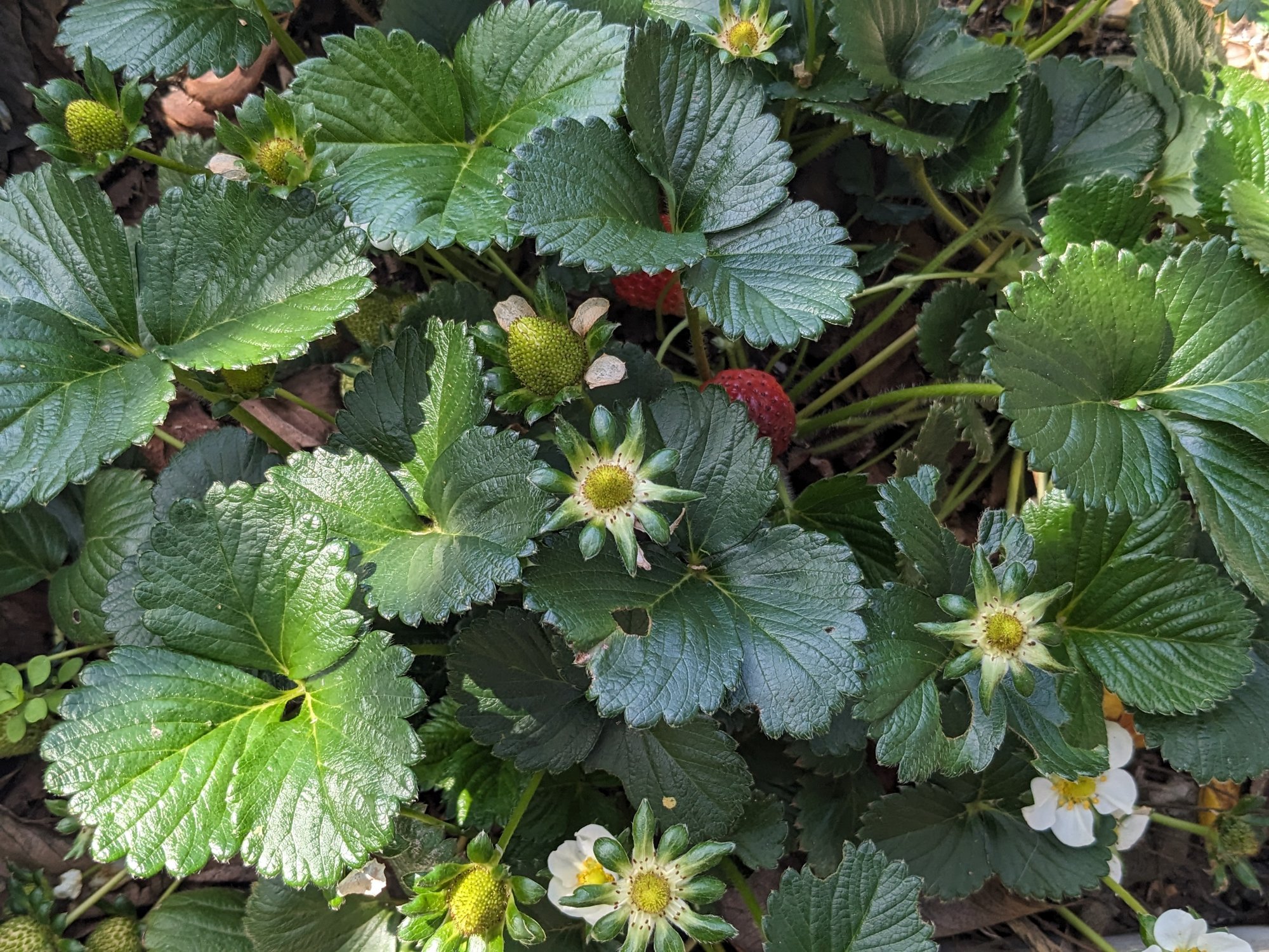 Strawberries? Spring is Around the Corner! | Sage's Acre