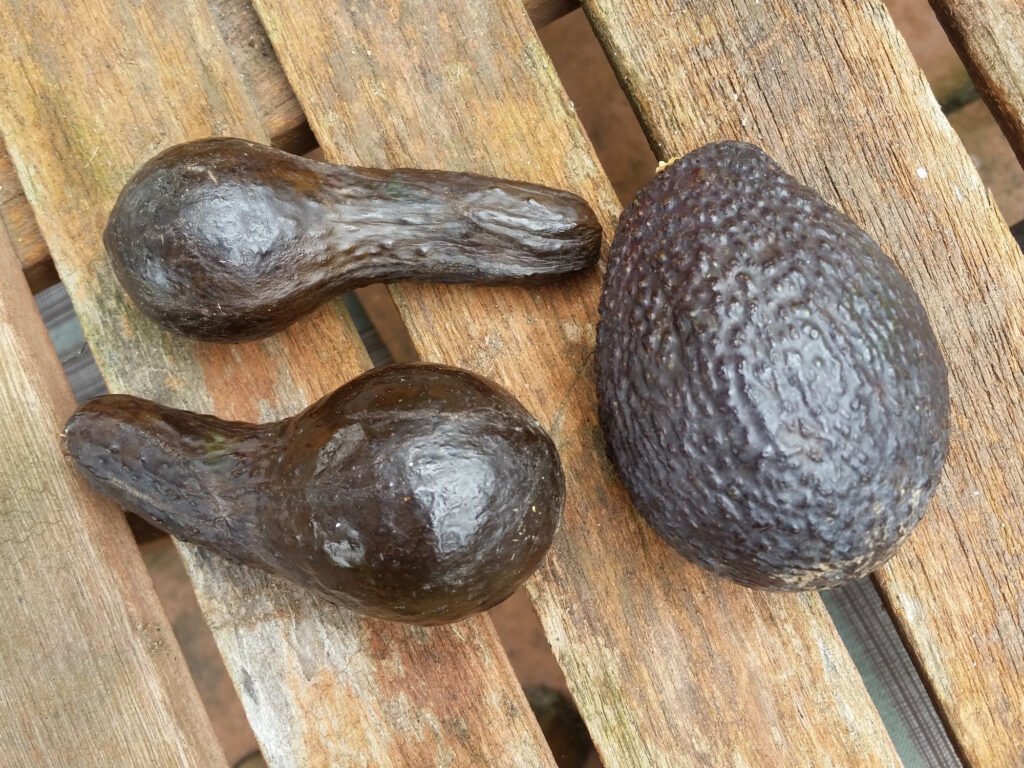 A Fairly Odd (and Rare) Avocado | Sage's Acre