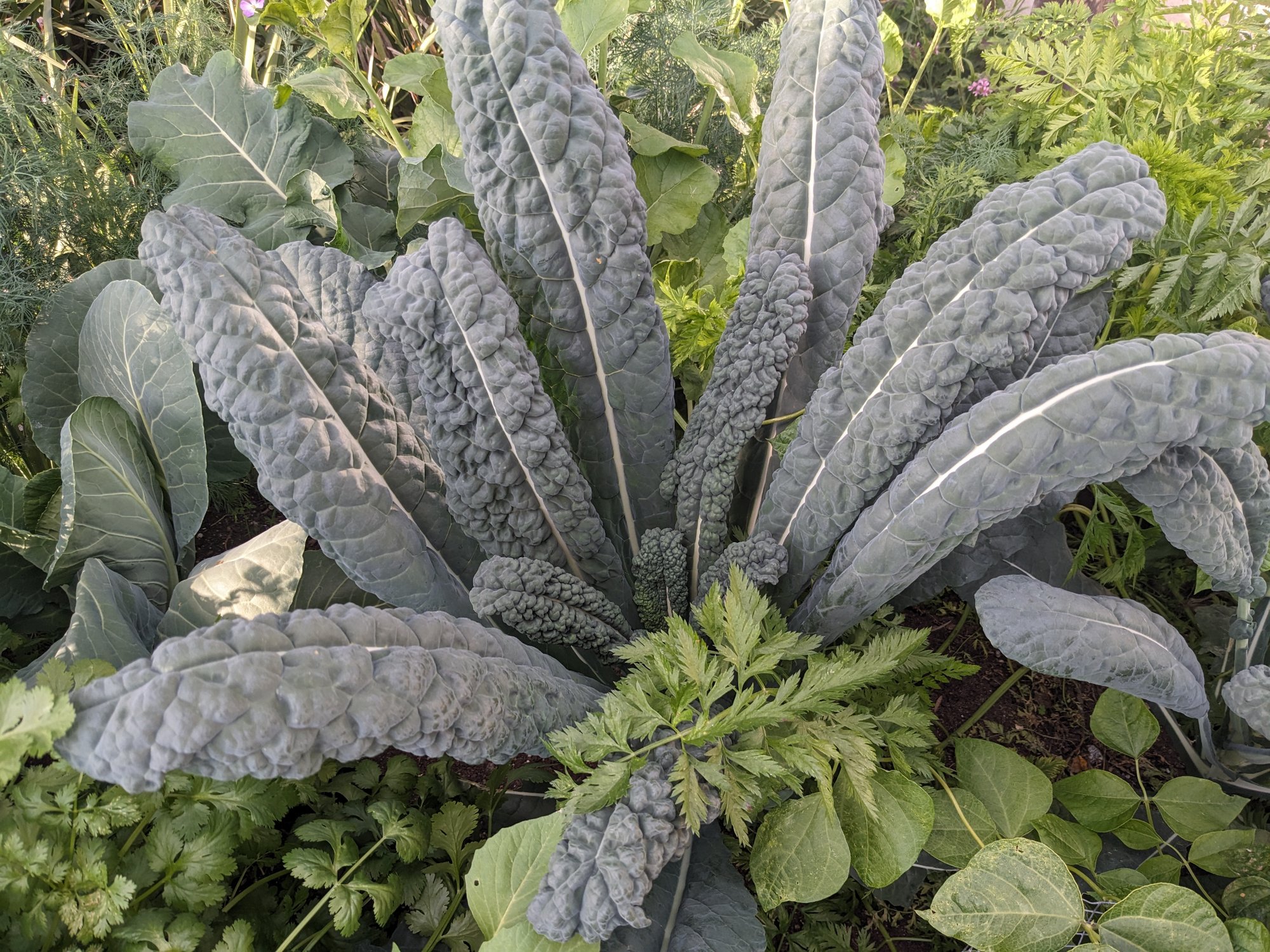 That’s No Cabbage – That’s a Dinosaur Kale! | Sage's Acre