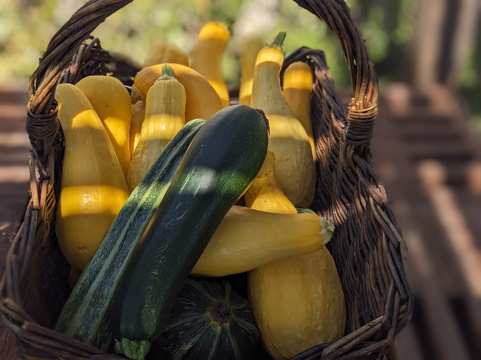 Squash-Tomato Cassoulet Recipe | Sage's Acre