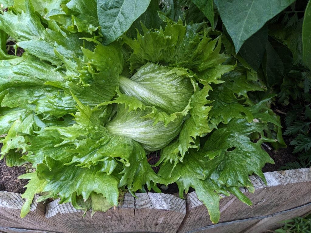 How to Collect and Save Lettuce Seed | Sage's Acre