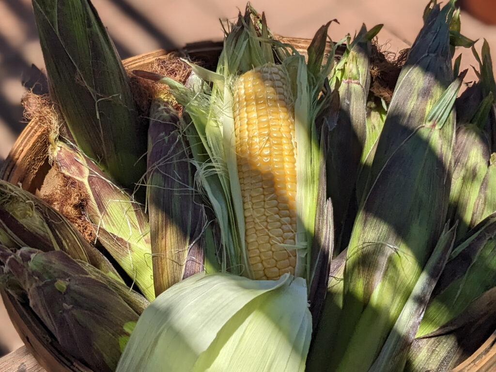 Garden Notes: Growing Kandy Korn Sweet Corn | Sage's Acre
