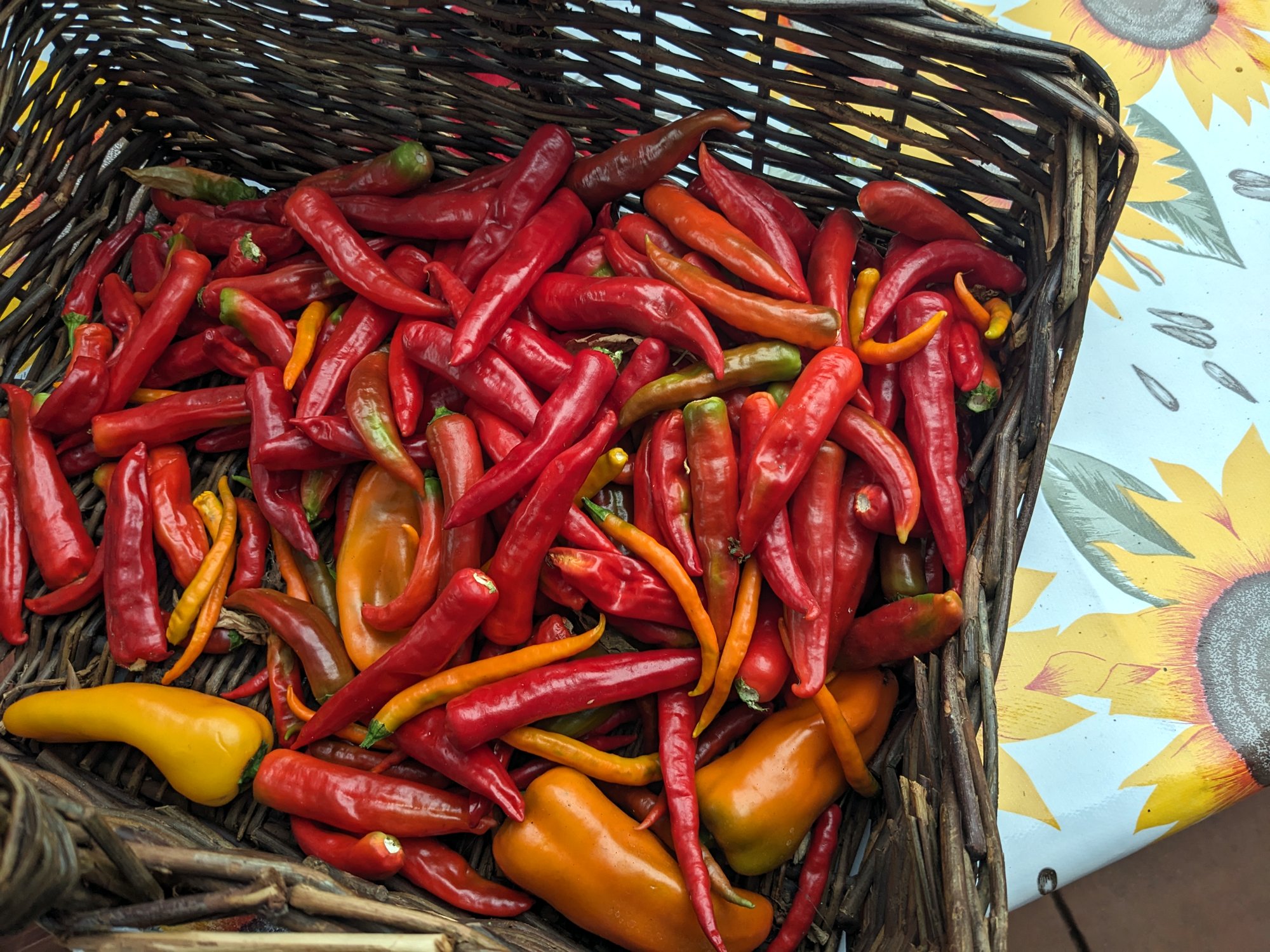 How To: Homemade Fermented Hot Sauce Frank's & Tabasco-Style