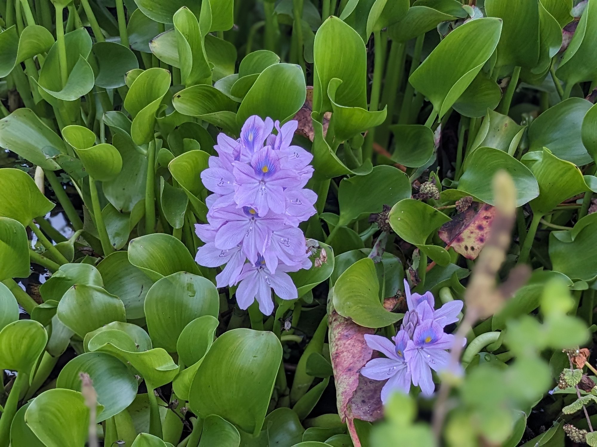Water Hyacinth Blooming in Late Summer | Sage's Acre