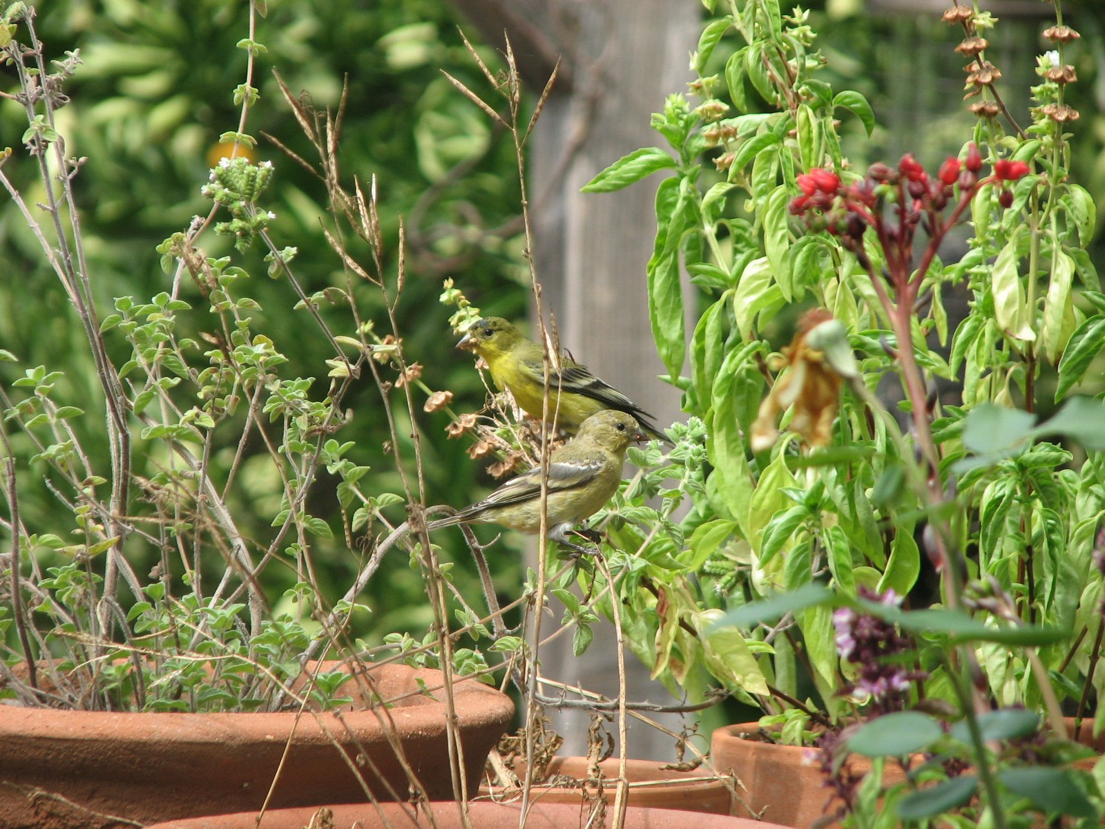 The Lazy Gardener’s All Natural Bird Feeder | Sage's Acre
