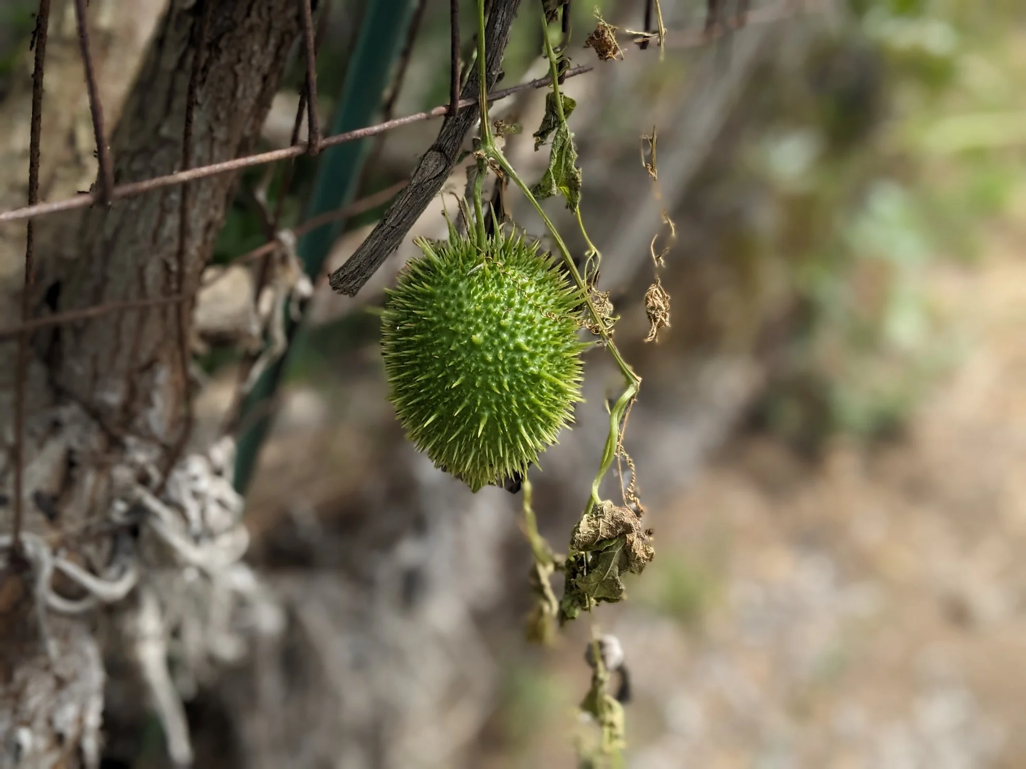 Wild Cucumber (aka: Manroot) on the Fence | Sage's Acre